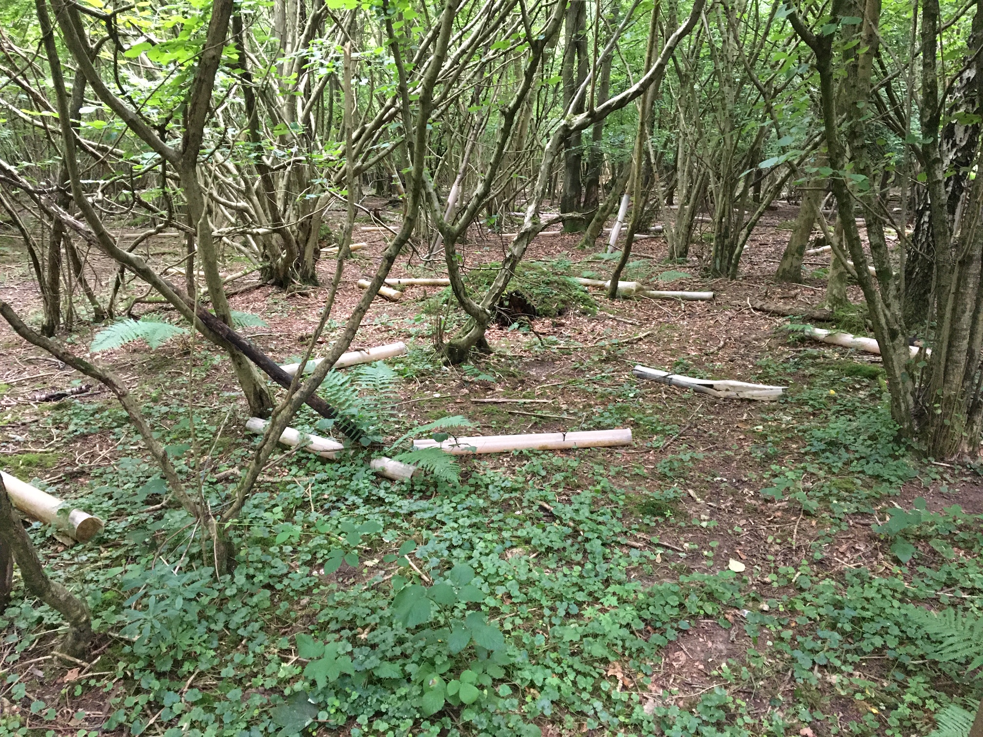 National Park campaigners call for ban on plastic tree guards as ...