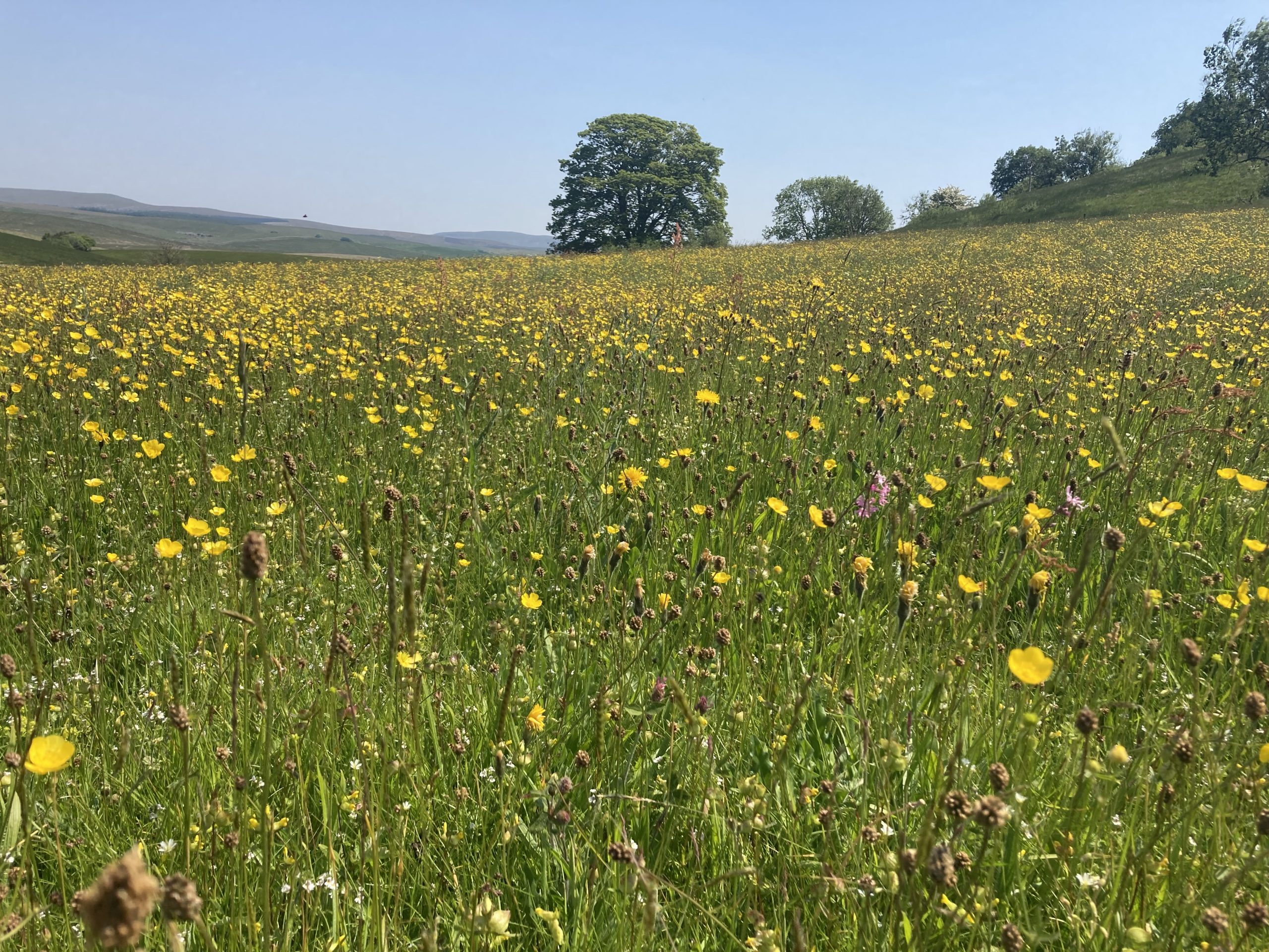 Yorkshire Dales Nature Recovery Plan - Friends of the Dales